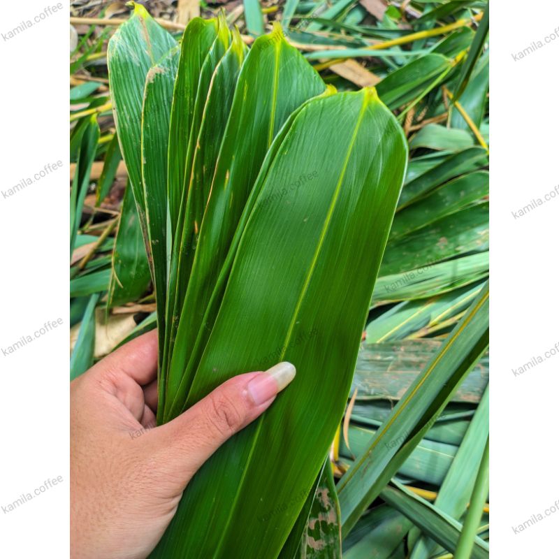 Jual Daun Bambu Segar perLembar helai untuk Bungkus Backang Bakcang ...
