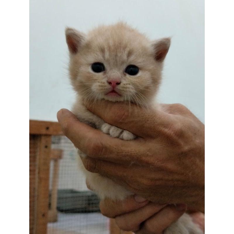 Jual DP BSH MUNCHKIN MALE | Shopee Indonesia