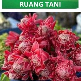 Jual BUNGA KECOMBRANG/BUNGA HONJE 1KG | Shopee Indonesia