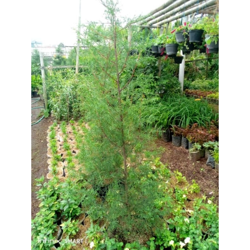 Jual Pohon Cemara wangi,Cemara daun wangi 100-110cm. | Shopee Indonesia