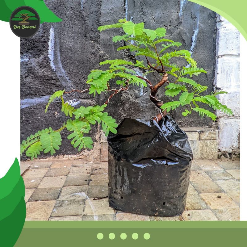 Jual Bahan Bonsai Asem jawa | Shopee Indonesia