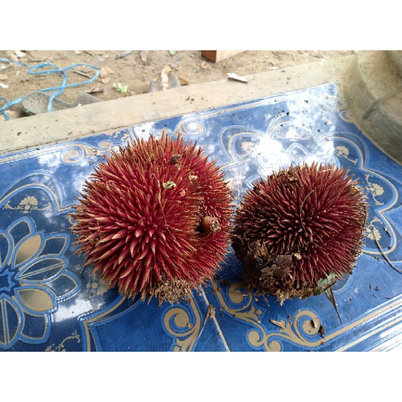 Jual Buah Lahung , Payung , durian hutan kalimantan perbuah cocok untuk ...