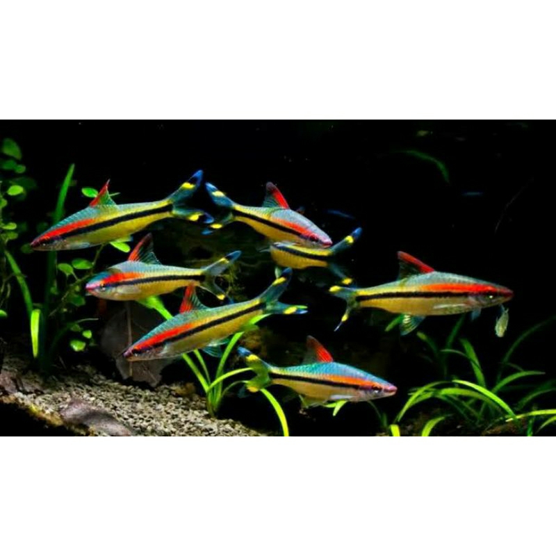Jual JUMBO ikan denisoni puntius fish / jumbo ikan hias pontius ...