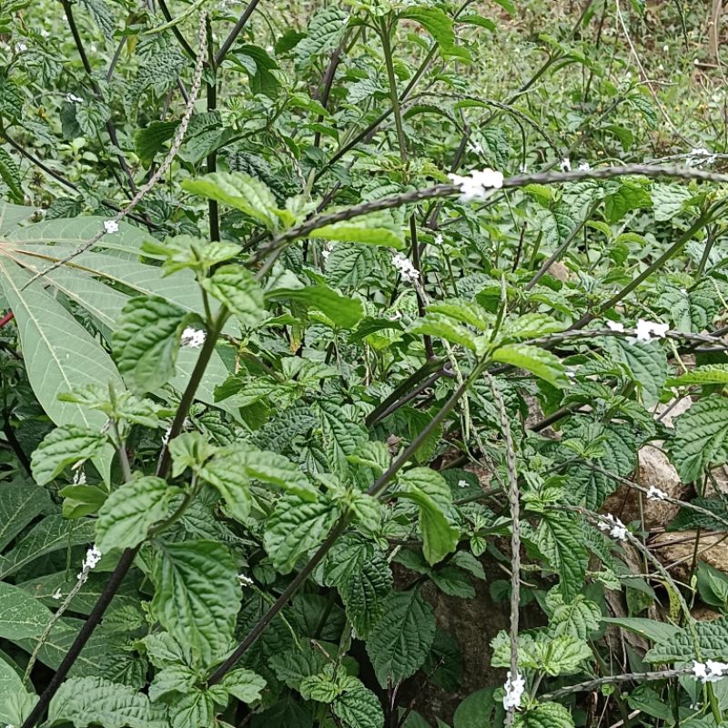 Jual daun pecut kuda bunga putih segar 250 gram | Shopee Indonesia