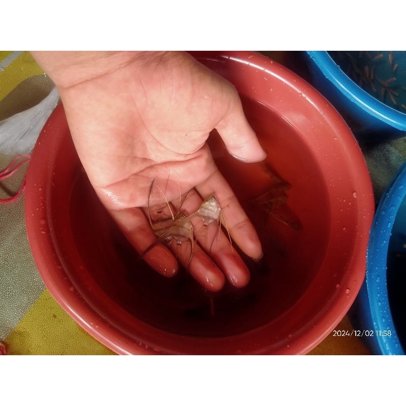 Jual manfish altum slayer, ukuran 3-4cm, 1ekor = 20rb, ikan hias ...