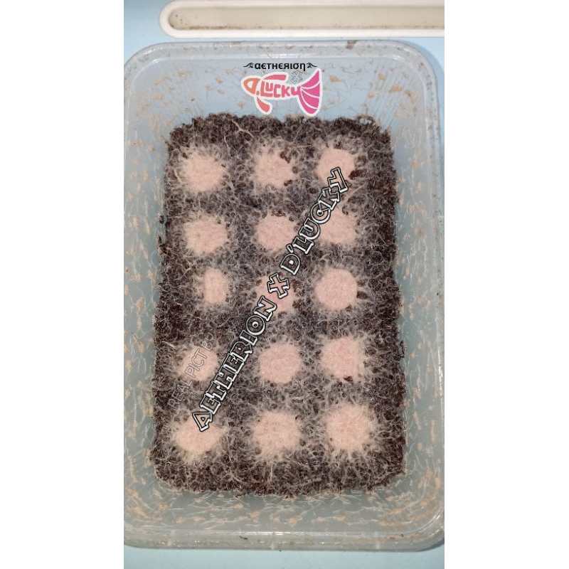 Jual grindal worms, grindal worm, cacing grindal, cacing pipih, cacing ...