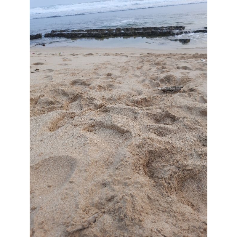 Jual pasir pantai 1 kg | Shopee Indonesia