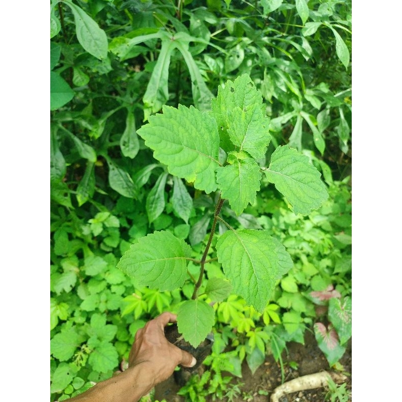 Jual Bibit Nilam Super ungul Siap Tanam Full akar | Shopee Indonesia