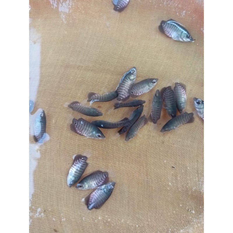 Jual Gurame Soang Isi 20 Ekor Ukuran Kuaci | Shopee Indonesia