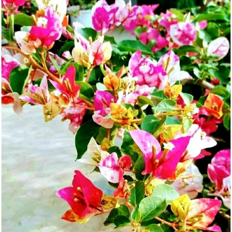 Jual Bougenville Golden RAO Bunga Gradasi Warna Warni | Shopee Indonesia