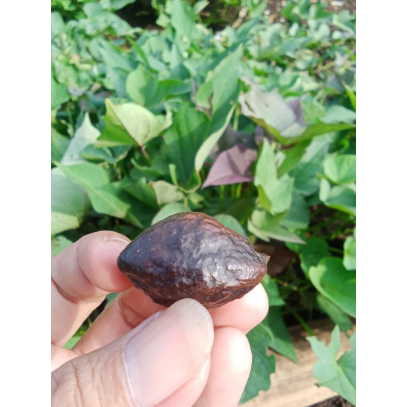Jual Muncang / kemiri jenis. jayanti si pestol asli garut / jayanti ...