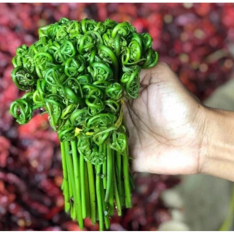 Jual PAKIS SAYUR SEGAR TERMURAH | Shopee Indonesia