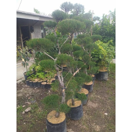 Jual Tanaman Cemara Udang 2 Meter - Besar - Tinggi 2 Meteran | Shopee ...