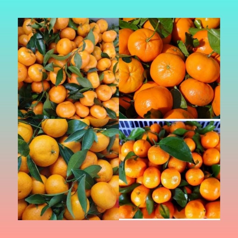 Jual Jeruk santang 1 kg fresh | Jeruk Santang segar 1 kg | Jeruk kecil ...