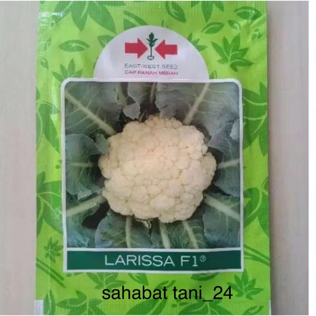 Jual Benih bunga kol LARISSA F1 10 gram biji kembang kol putih hibrida ...