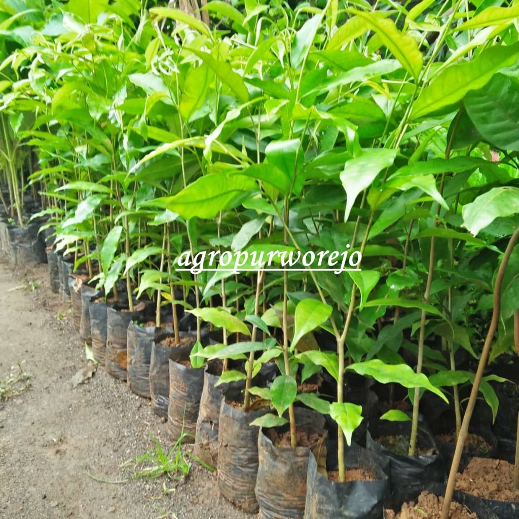 Jual Bibit Tanaman Gaharu Malacensis - Kualitas Super - Harga Nego ...