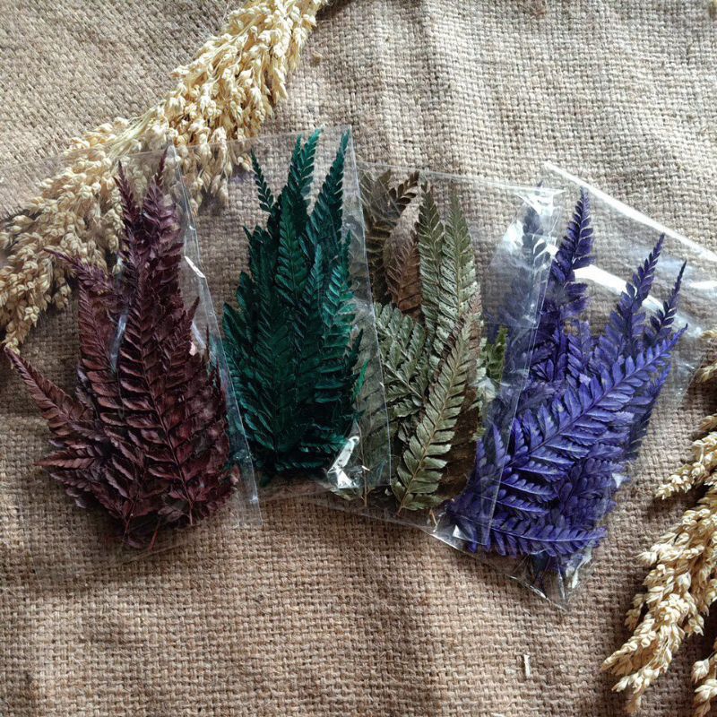 Jual paket daun pakis kering murce bahan decoration dan hiasan parsel ...