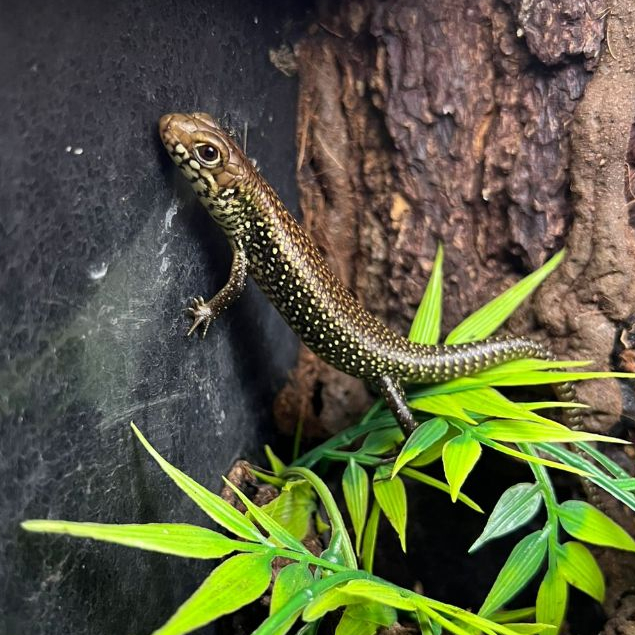 Jual Baby Captive Bred Major Skink / Major Skink / Bellatorias Frerei ...
