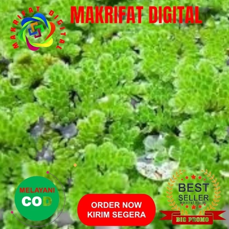 Jual MAKRIFAT DIGITAL Paket 250 gram AZOLLA Pakan Ikan Bibit AZOLLA ...