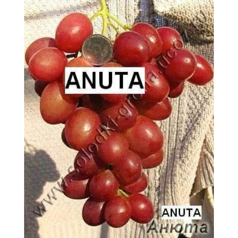 Jual Anuta tanaman anggur impor | Shopee Indonesia