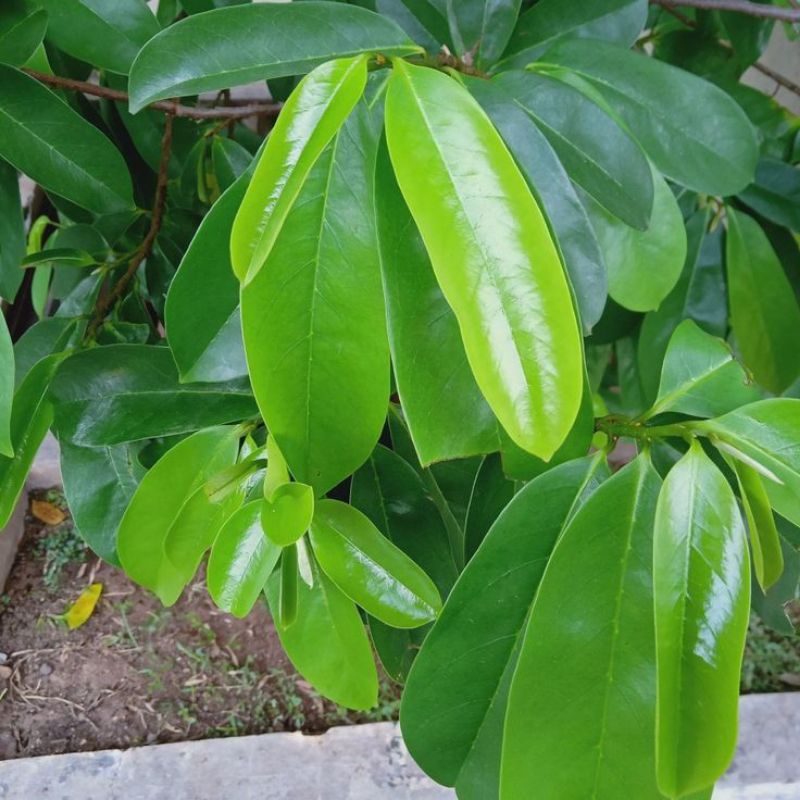 Jual 50 LEMBAR DAUN SIRSAK SEGAR | Shopee Indonesia