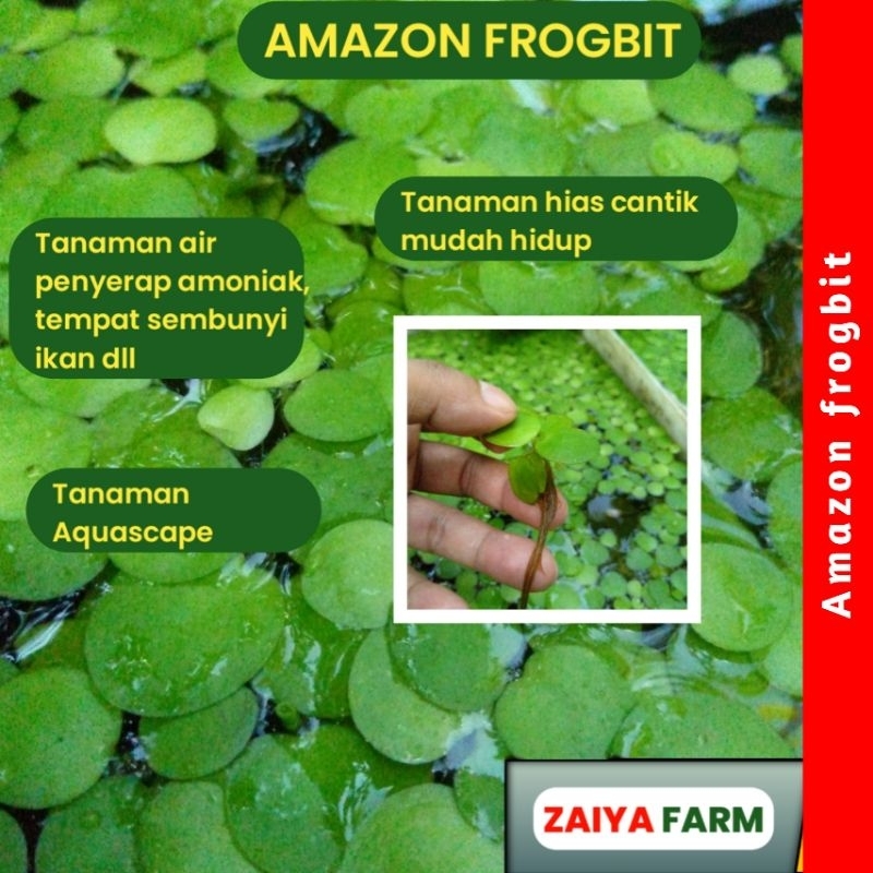 Jual AMAZON FROGBIT tanaman hias aquascape dan kolam mudah hidup ...