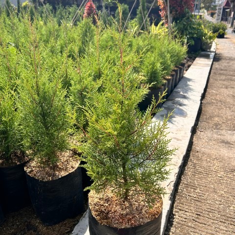 Jual Tanaman Cemara Rentes Rimbun - pohon cemara rentes - cemara rentes ...