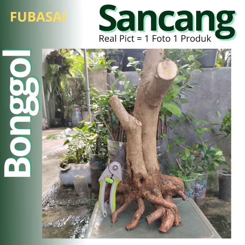 Jual Bahan Bonsai Bonggol | Bonggol Bahan Bonsai | Shopee Indonesia