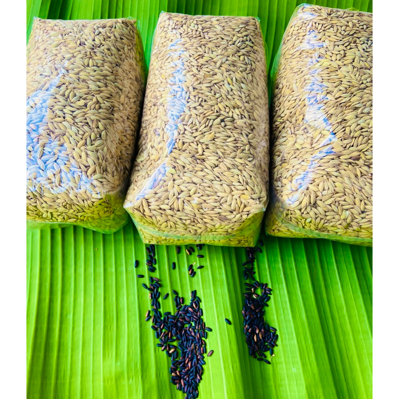 Jual Benih padi beras hitam padi hitam 1 kg padi langka-az | Shopee ...