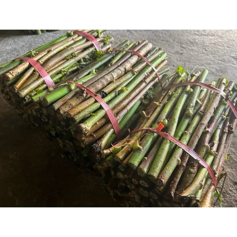 Jual bibit telo papua/singkong papua panjang 20-40 cm | Shopee Indonesia
