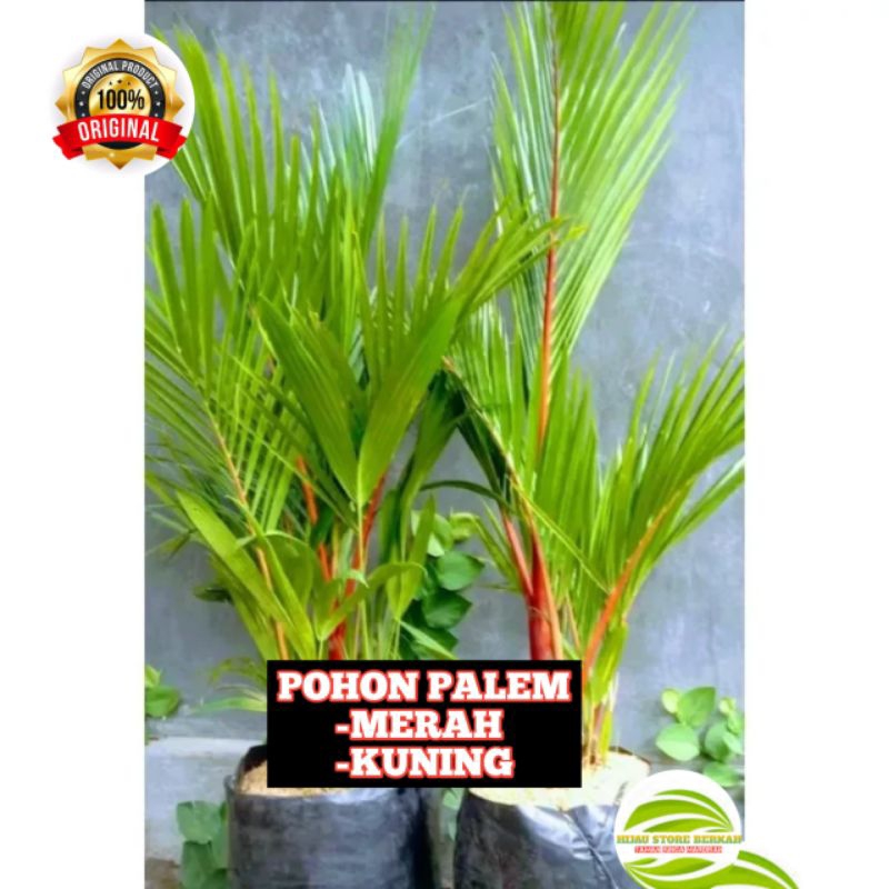 Jual tanaman palem merah dan kuning bibit palem kuning pinang merah ...