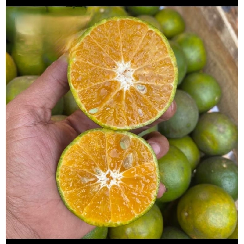 Jual Buah Jeruk Peras Pontianak Manis Harga Grosir 1 kg | Shopee Indonesia