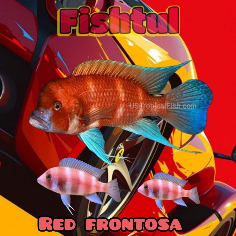 Jual Cichlid Red Frontosa | Shopee Indonesia