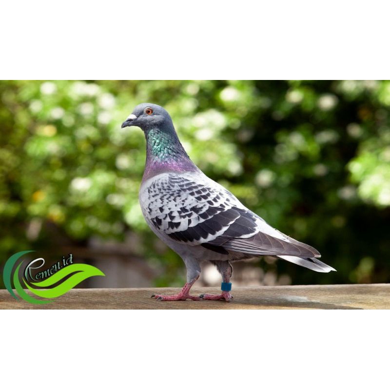 Jual burung merpati tritis betina | Shopee Indonesia
