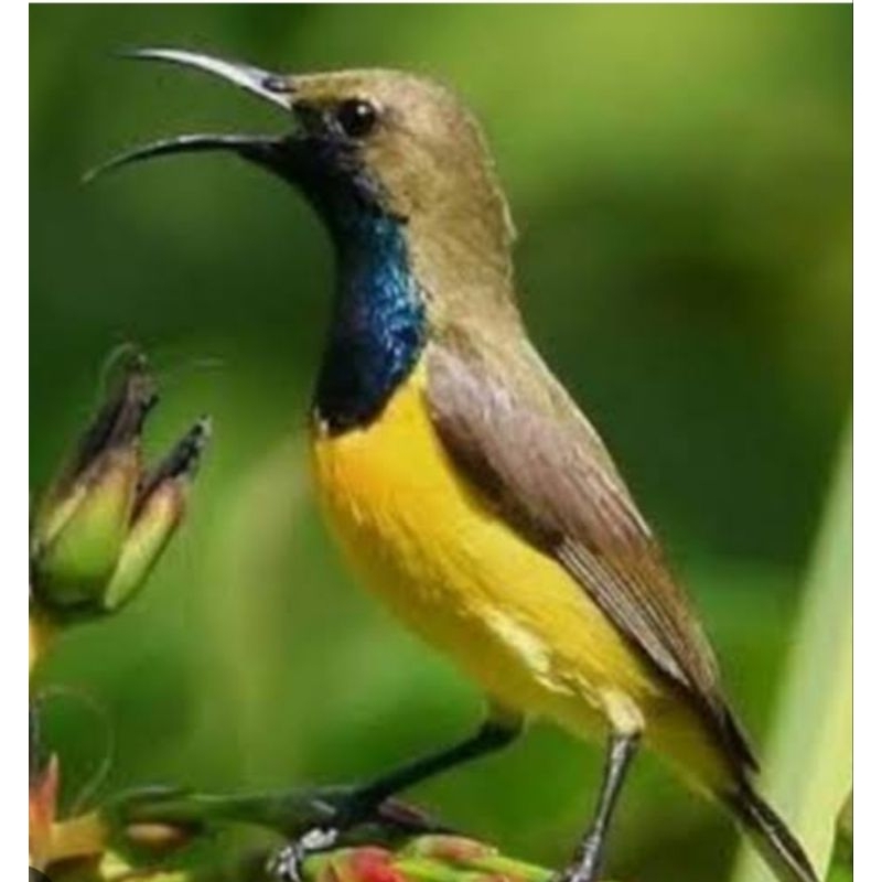 Jual BURUNG SOGOK JANTAN RAWATAN | Shopee Indonesia