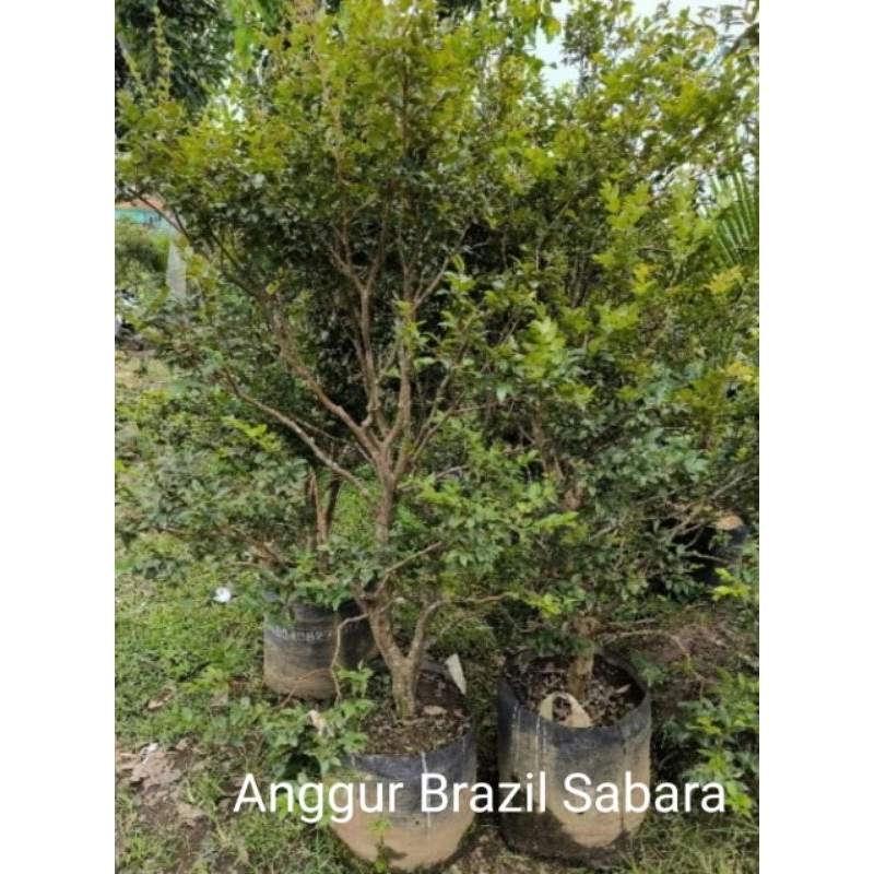 Jual Anggur Brazil Jenis Sabara Ukuran Besar Sudah Berbuah | Shopee ...