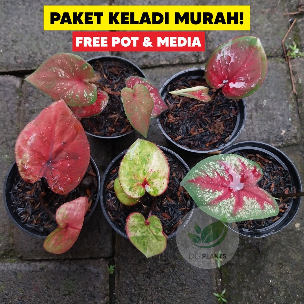 Jual Paket Tanaman Keladi Caladium Thailand Series Hias Murah Premium ...
