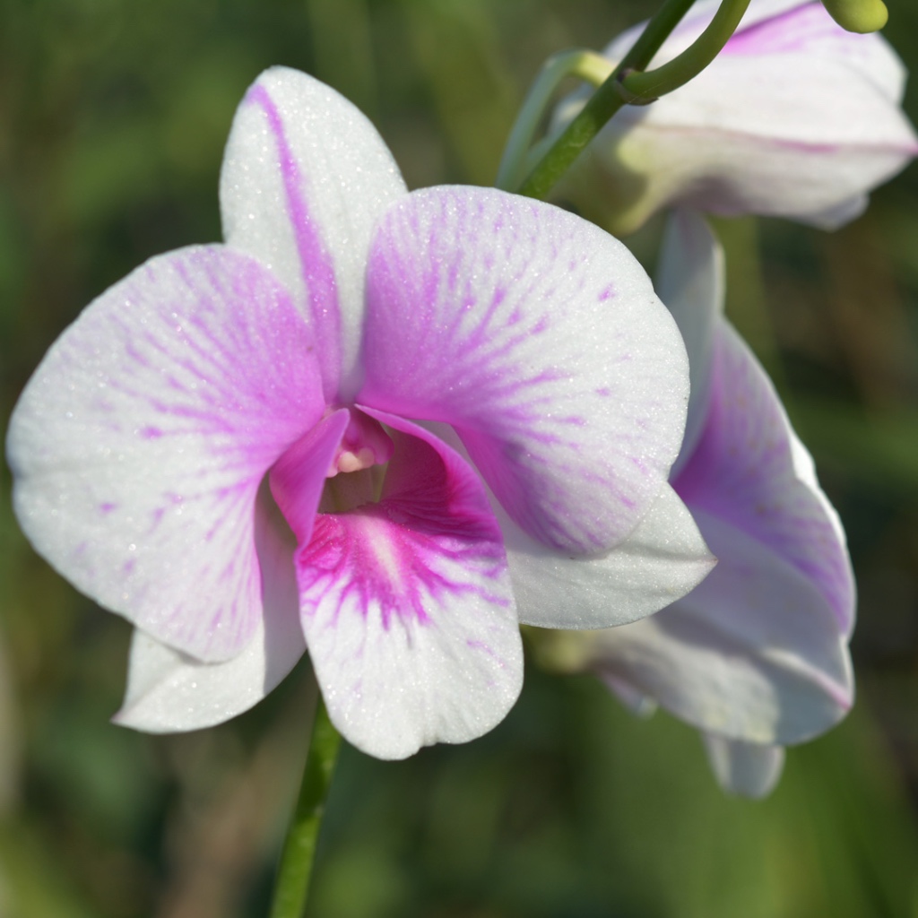 Jual tanaman anggrek dendrobium bunga bulat pink kairit | Shopee Indonesia