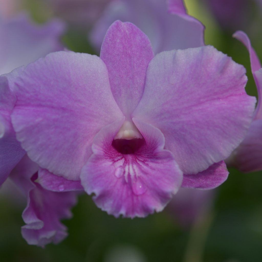Jual tanaman anggrek dendrobium bunga bulat pink kanjana | Shopee Indonesia