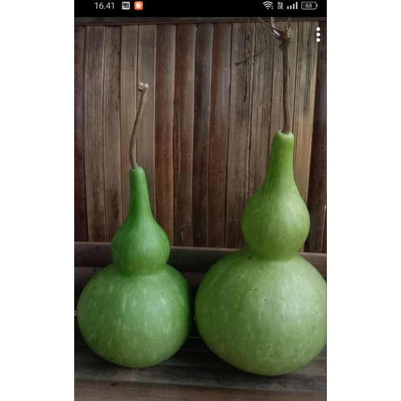 Jual biji labu botol 10 pcs | Shopee Indonesia