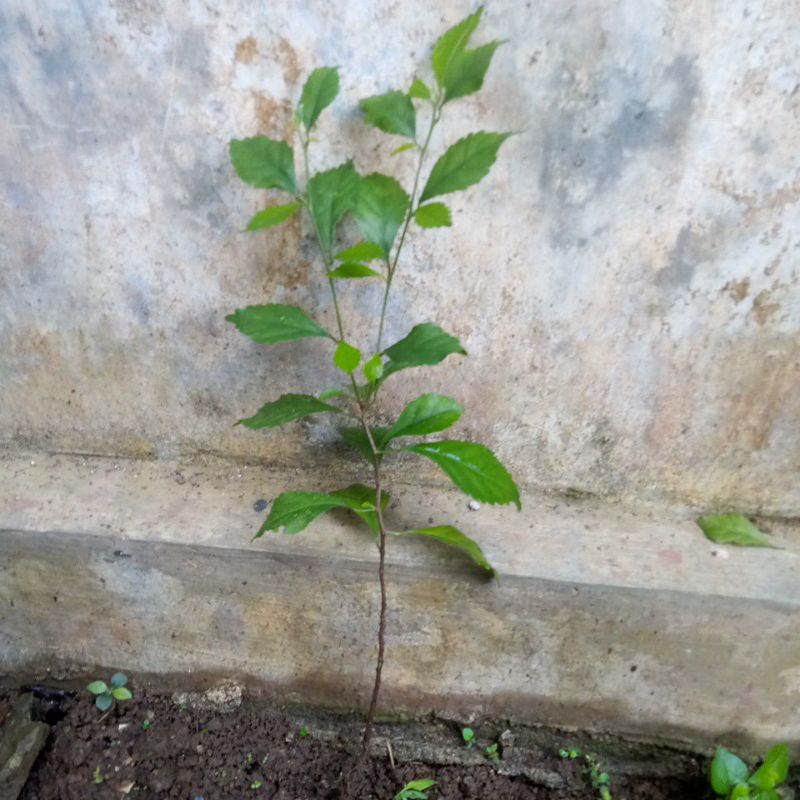 Jual Bibit Tanaman Teh Tehan/Tetehan atau Teh Hutan Tumbuhan Hias ...