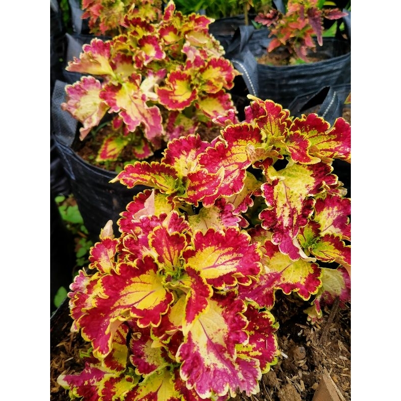 Jual Miana Arjuna / celous / miana cantik / daun cantik | Shopee Indonesia