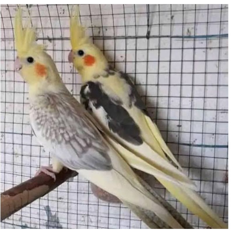 Jual parkit Australia satu pasang siap ternak | Shopee Indonesia