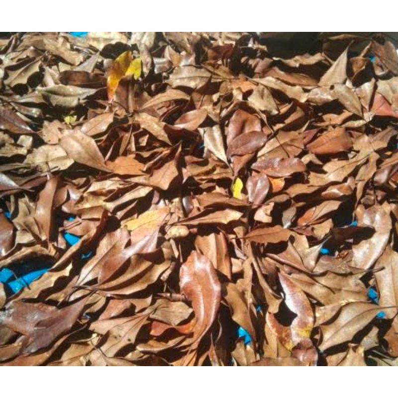 Jual Daun Cengkeh Kering 1 Kg Bersih Asli Obat Herbal Tradisional Murah ...