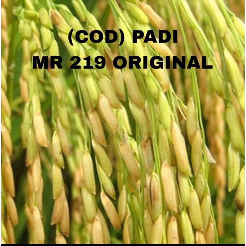 Jual PROMO!!!BENIH PADI MR219 1KG UNGGUL 219 KUALITAS ORIGIONAL ...