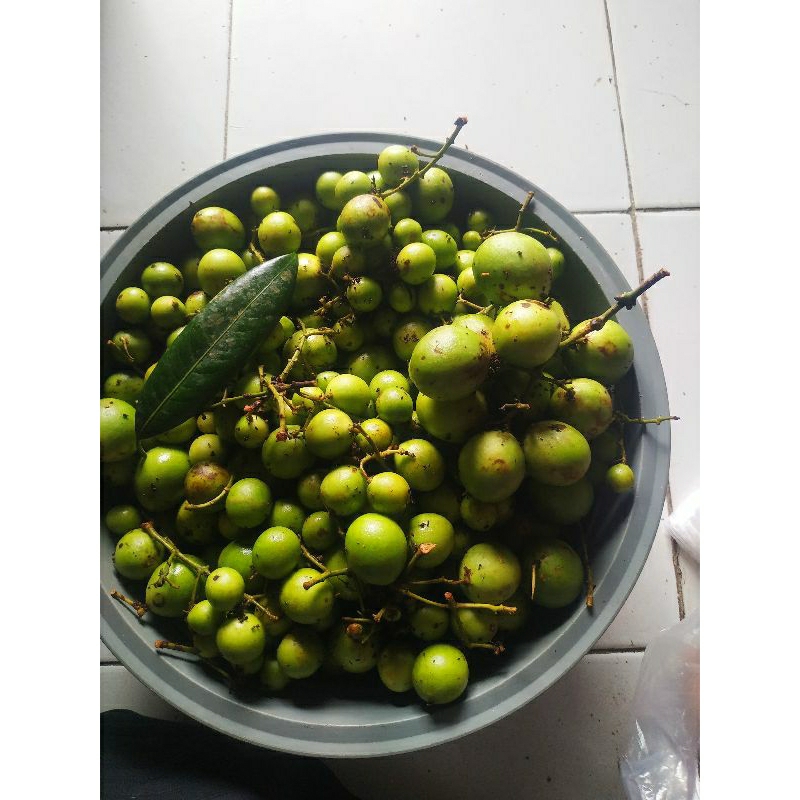 Jual buah jatake muda gandaria banyak manfaat 250gr | Shopee Indonesia