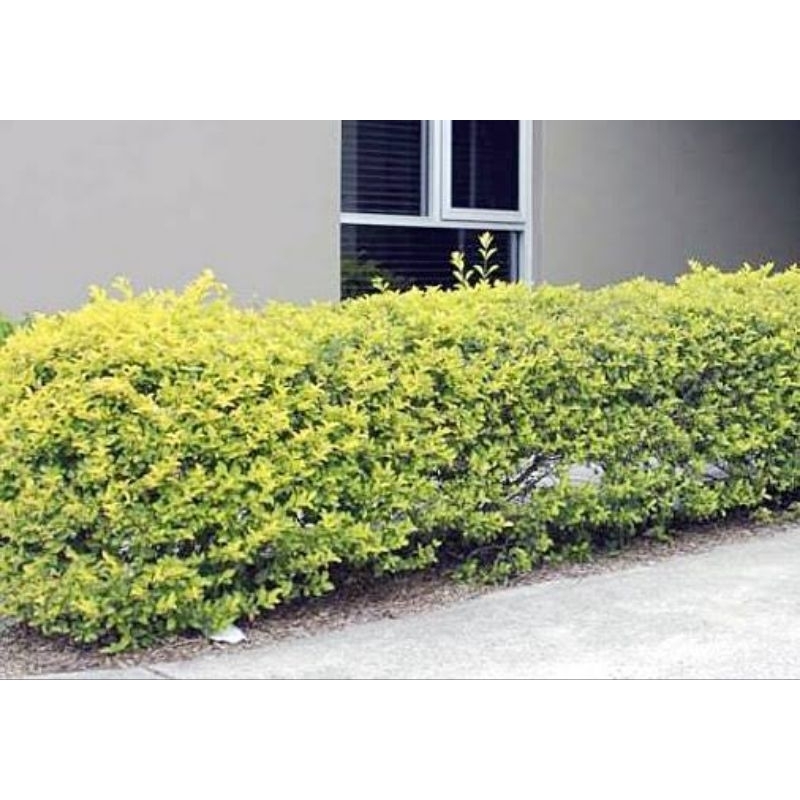 Jual Tanaman Penitian Kuning - Tanaman Pangkas Kuning - Taman - Tanaman ...