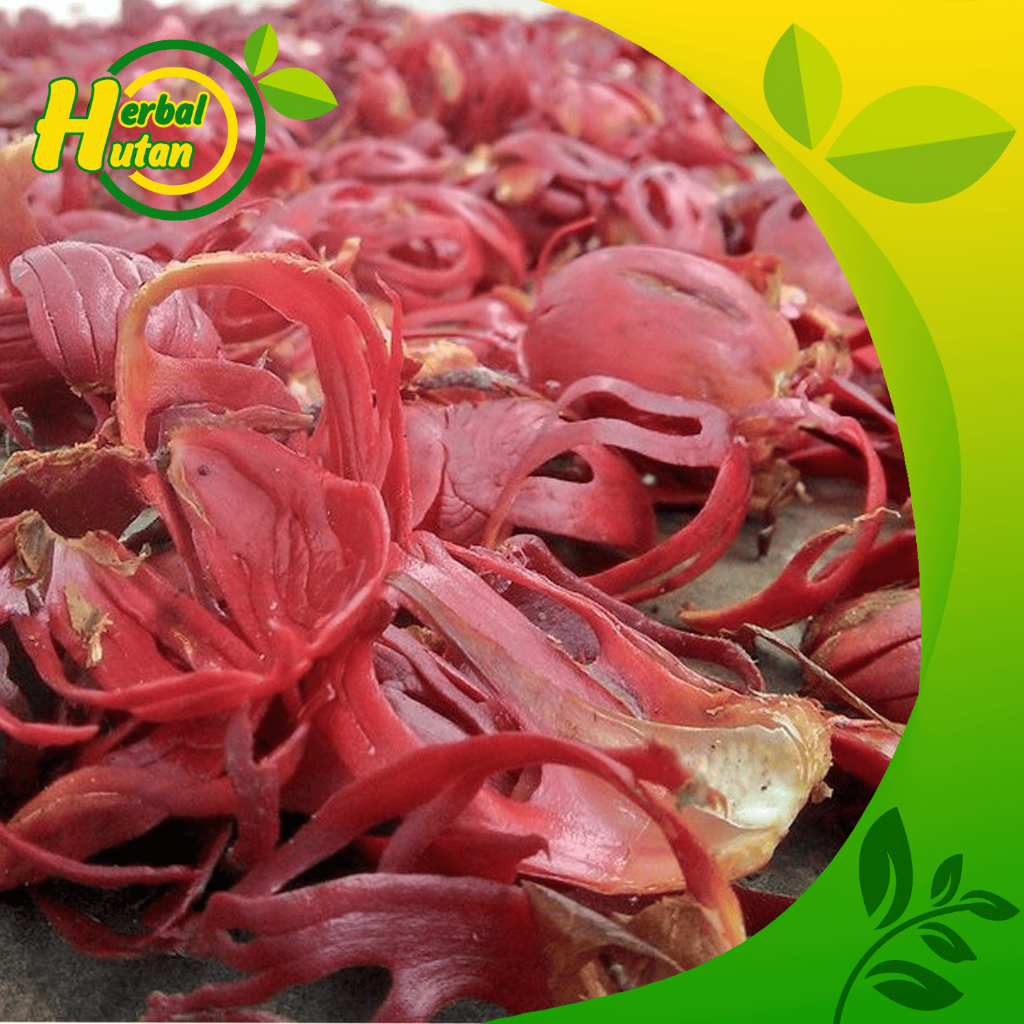 Jual Bunga pala kering / puli / sempra pala kering 1kg kulitas Super ...