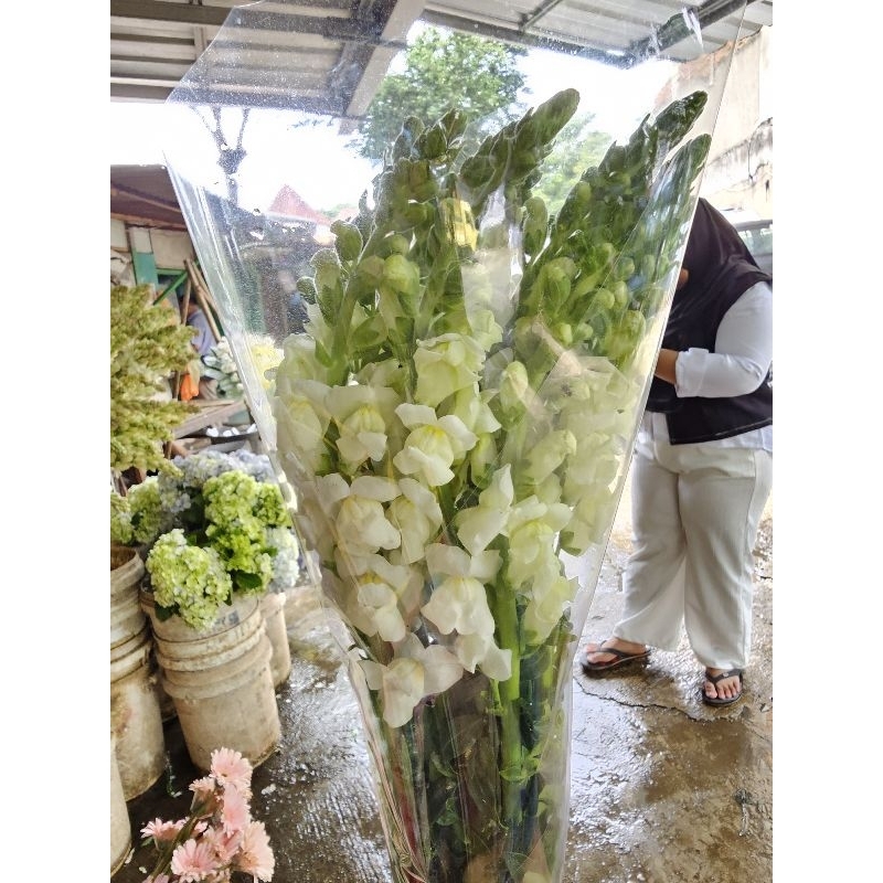 Jual bunga potong snap dragon/bunga segar/putih/pink 5 tangkai | Shopee ...