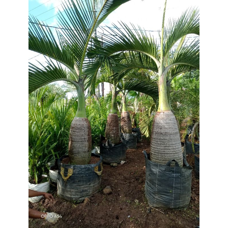 Jual pohon palam botol - pohon taman - tanaman hias - pohon palem ...